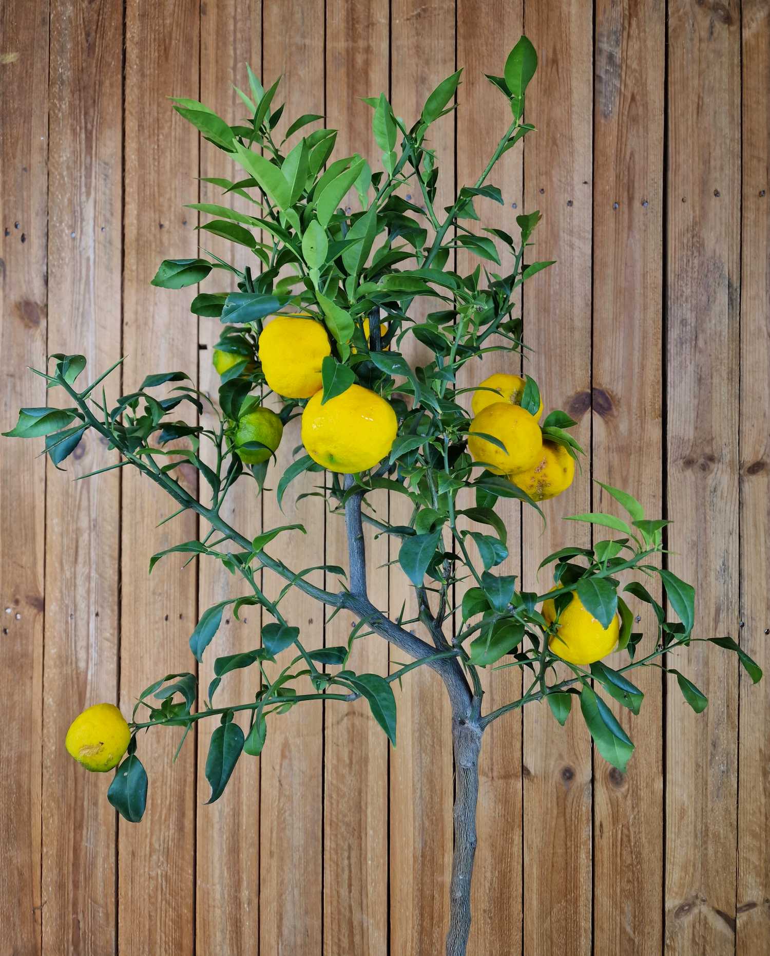 Yuzu - Citrus junos jetzt online entdecken