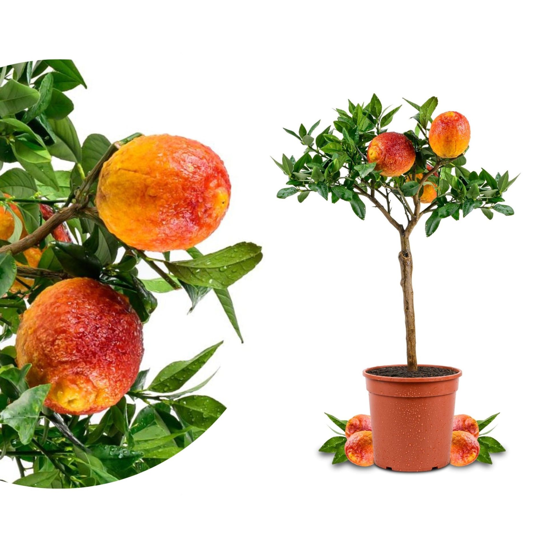 Amalfi Zitrone, Zitruspflanze