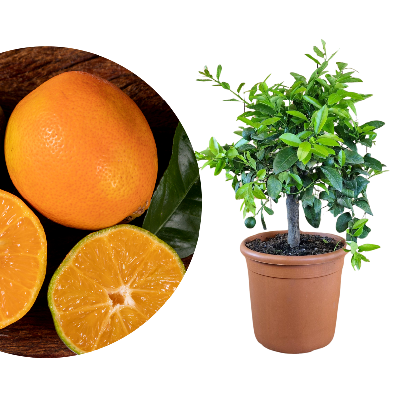 Rote Limette Halbstamm - Lima Rossa - Rangpur Limette