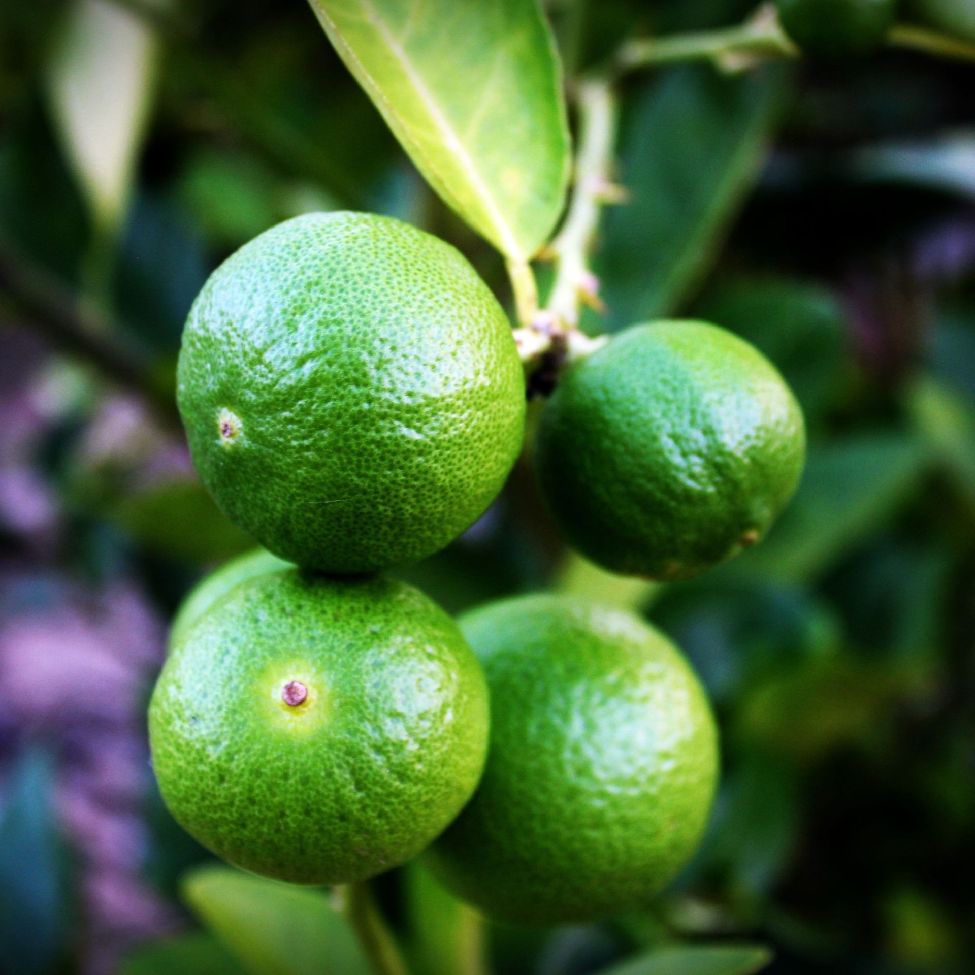 Tahiti Limette - Persische Limette sichern