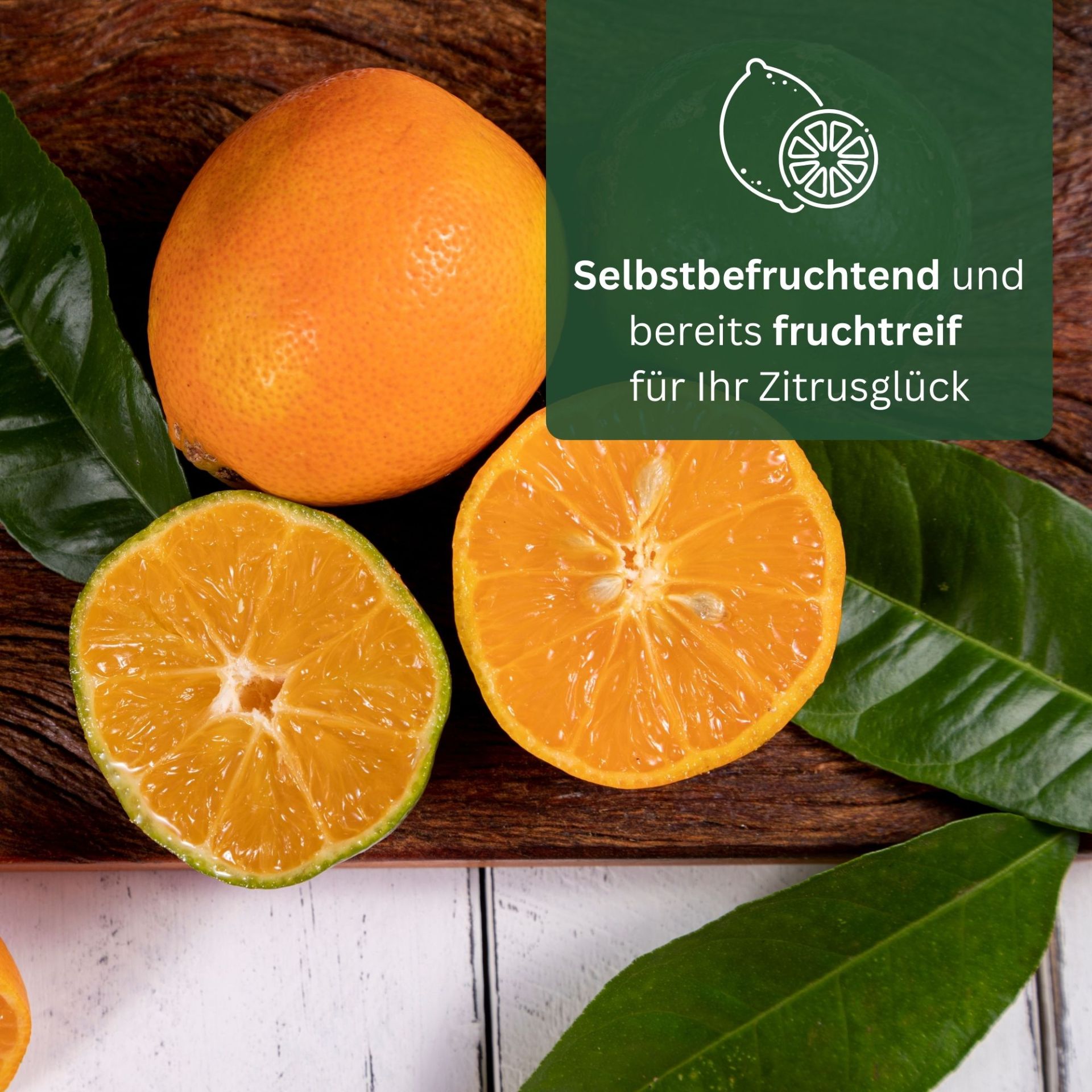 Rote Limette - Lima Rossa online kaufen