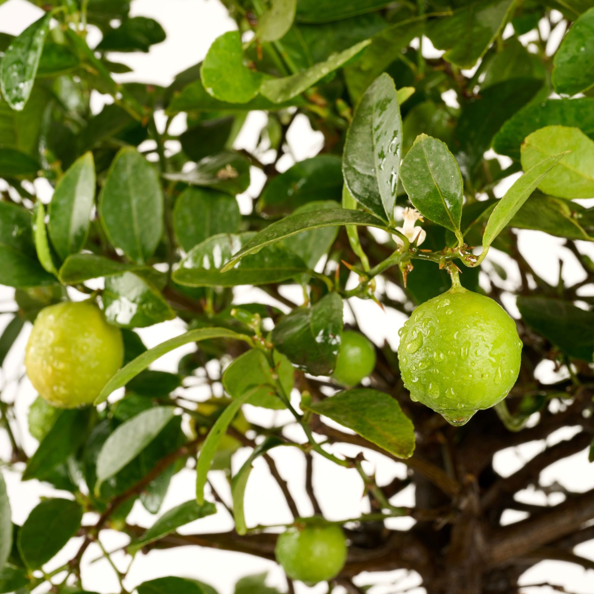 Tahiti Limette - Persische Limette sichern