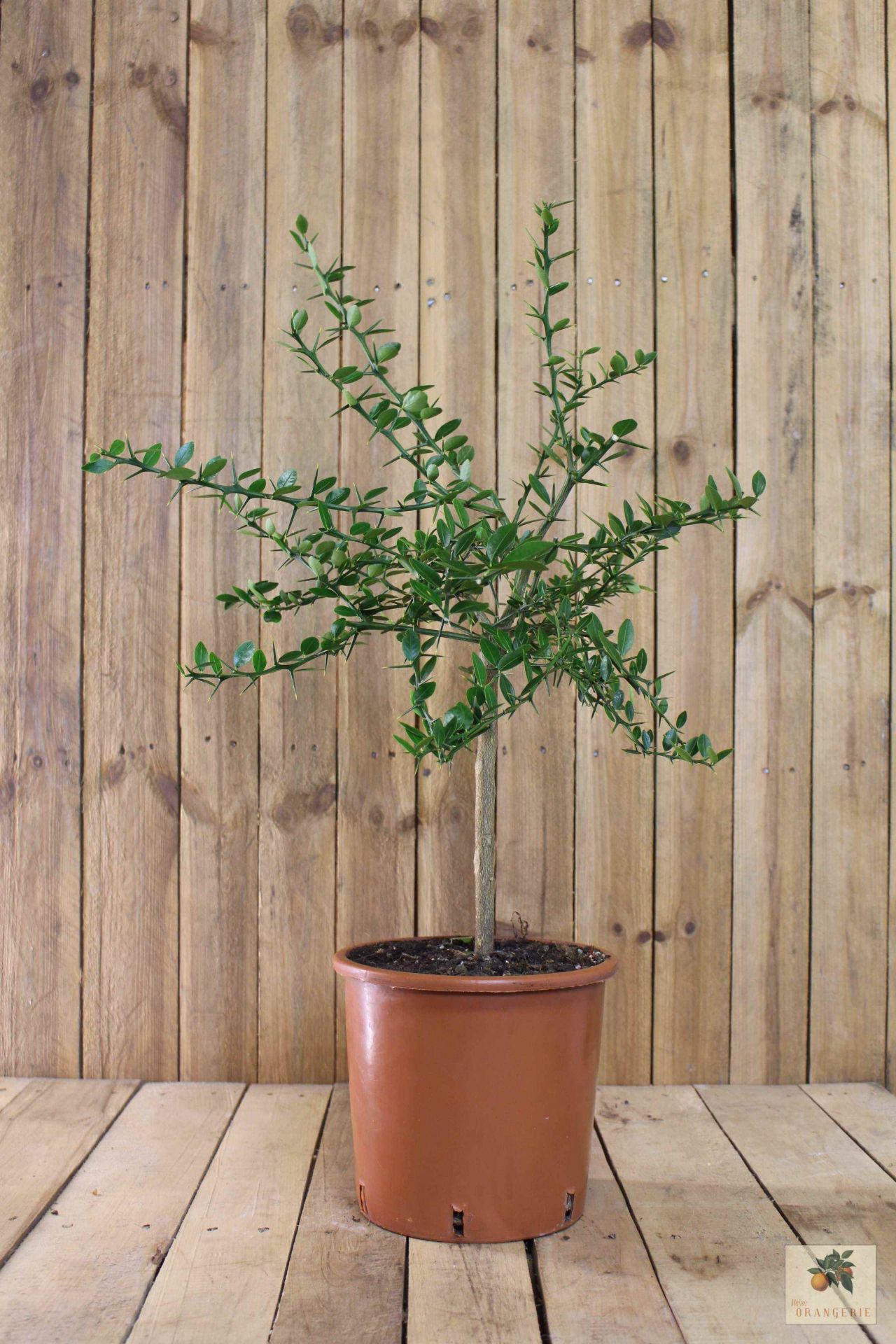 Fingerlimette Australasica - Kaviarlimette kaufen