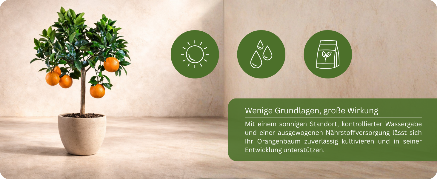 Orangenbaum - Citrus Sinensis - echte Apfelsine