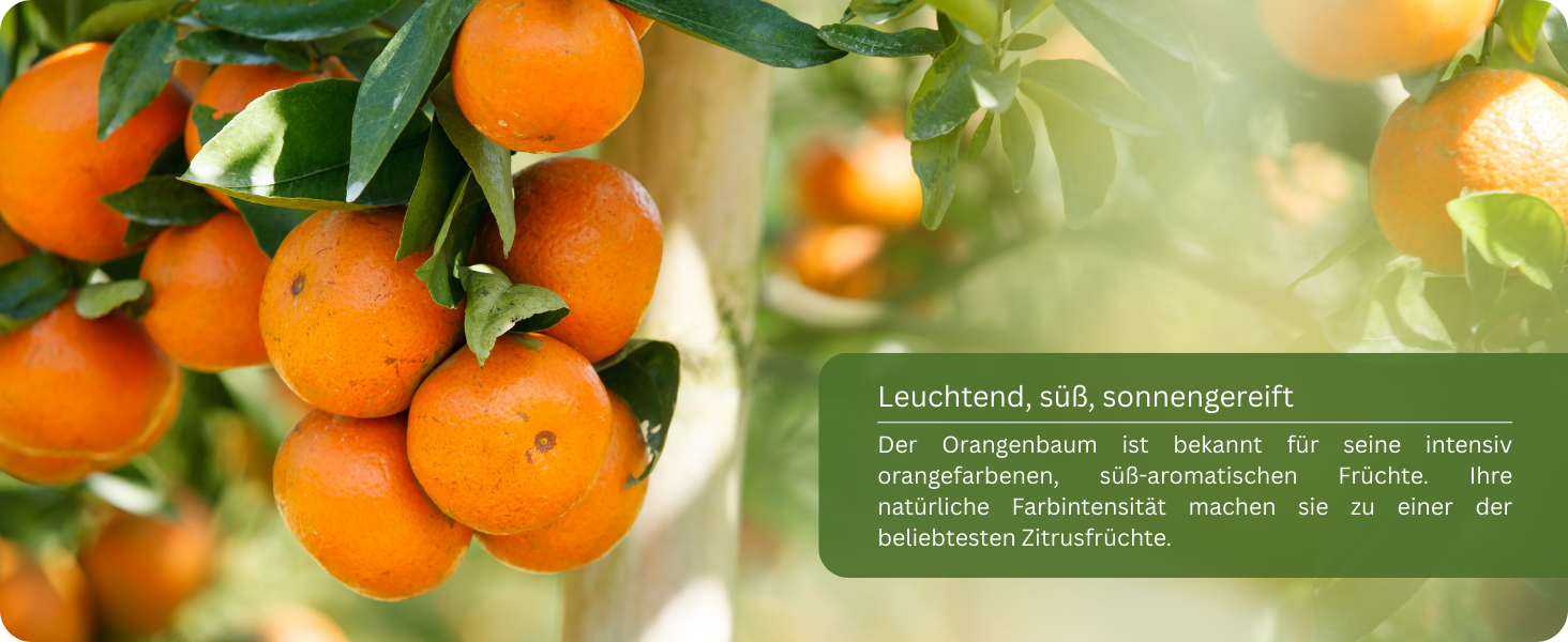 Orangenbaum - Citrus Sinensis - echte Apfelsine
