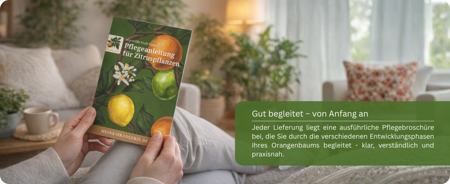 Orangenbaum - Citrus Sinensis - echte Apfelsine
