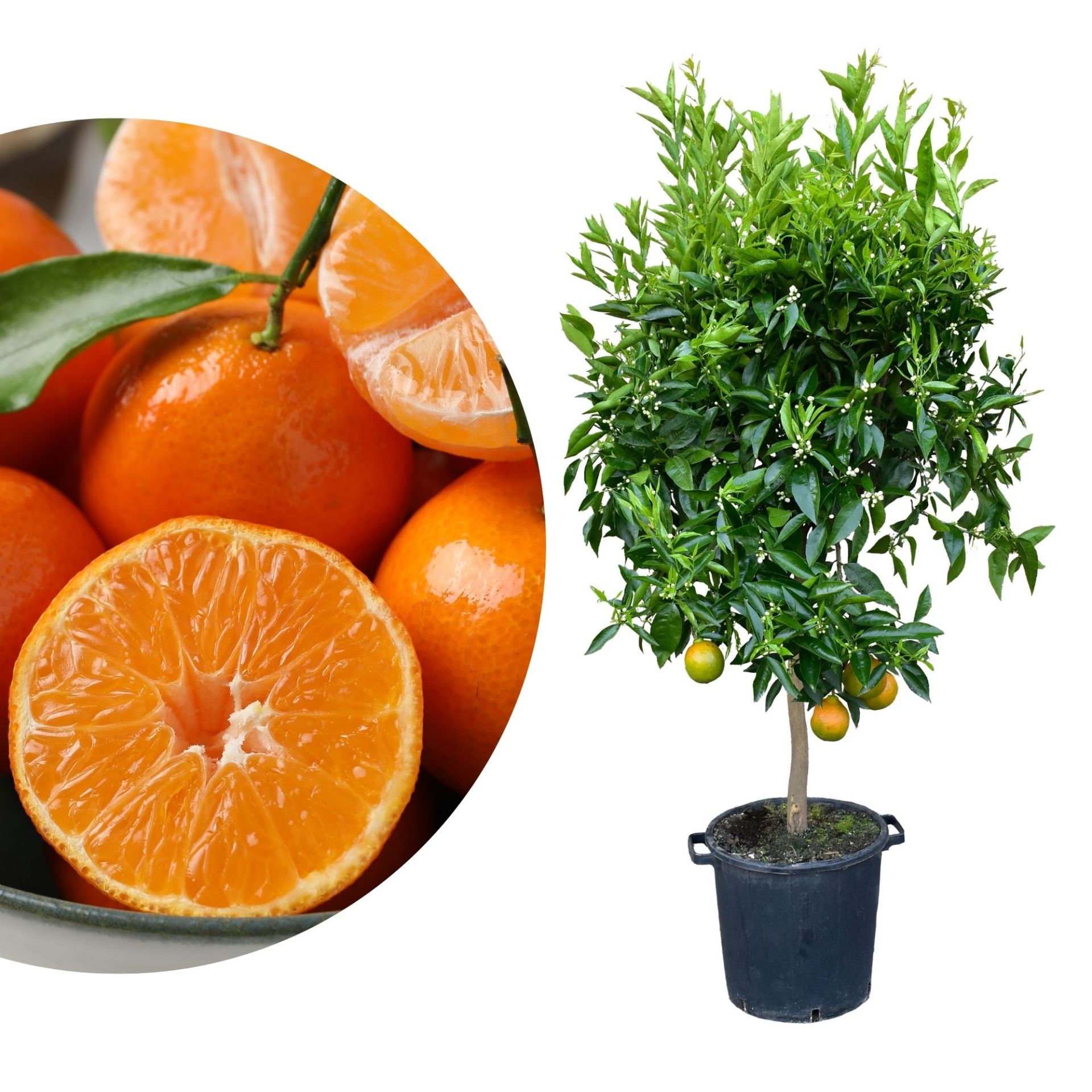 Clementinenbaum jetzt online entdecken