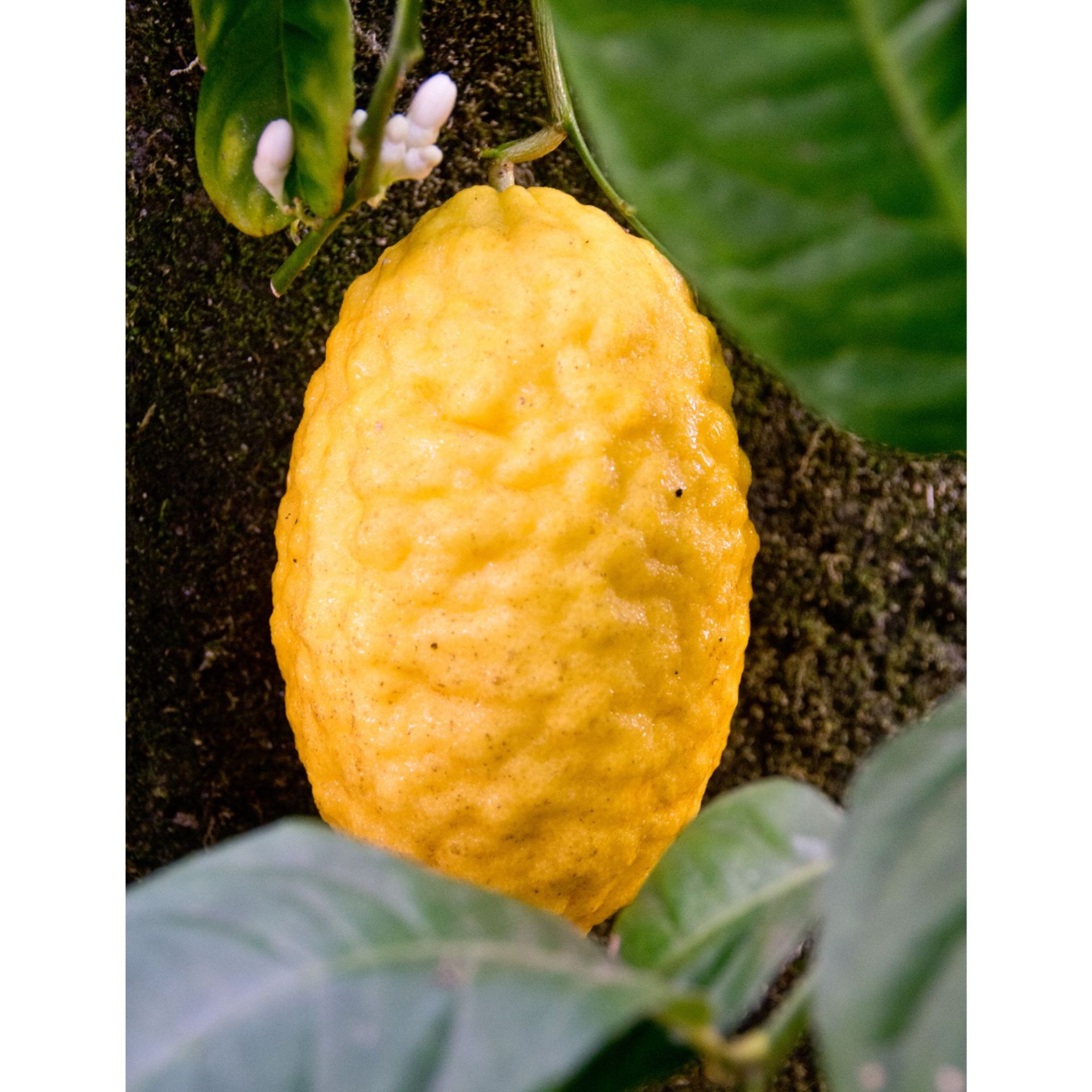 Zitronatzitrone - Zedrat-Zitrone sichern