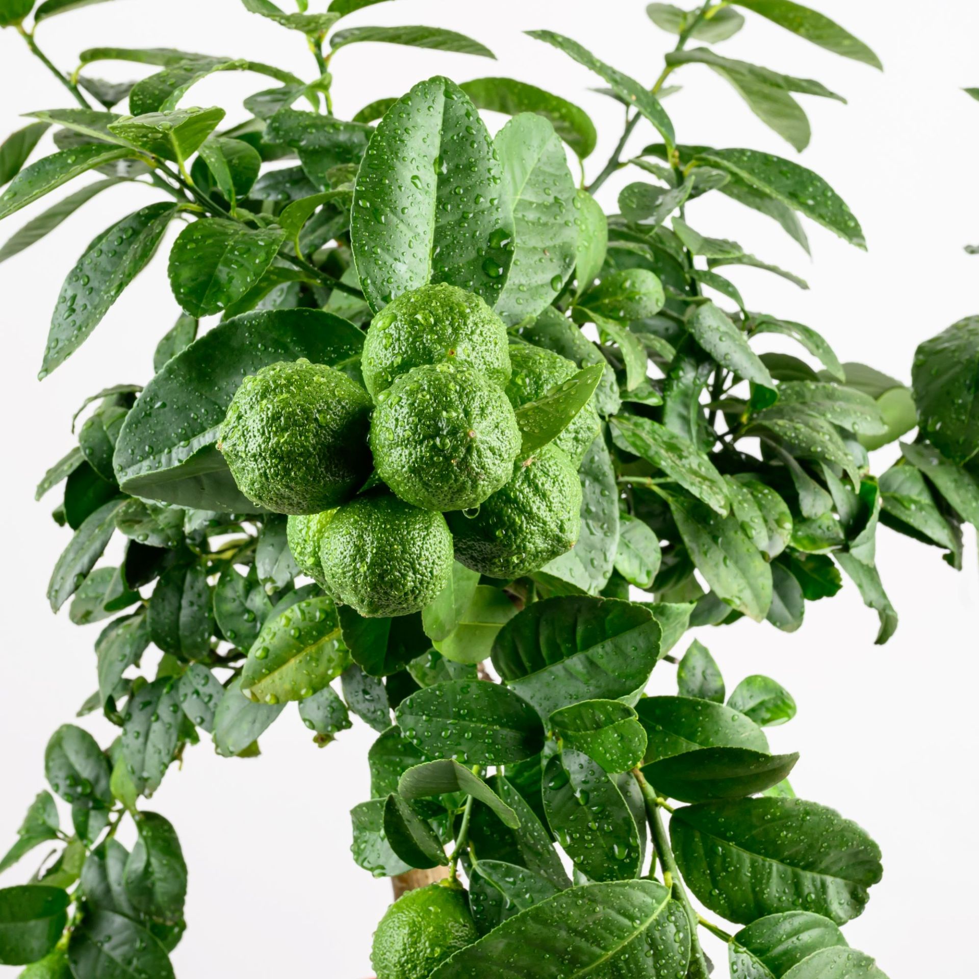 Rote Limette - Lima Rossa online kaufen