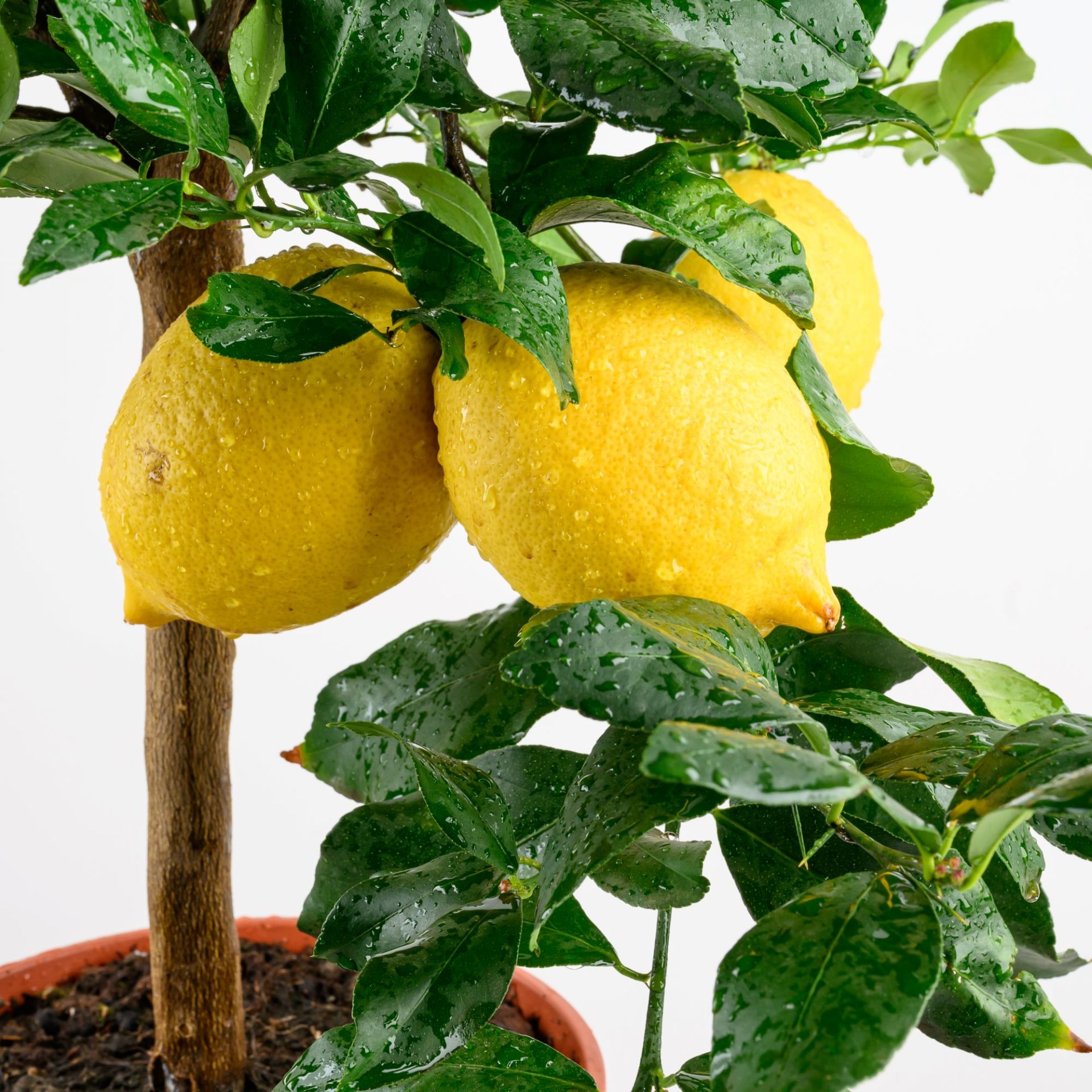 Zitronenbaum Ovale di Sorrento