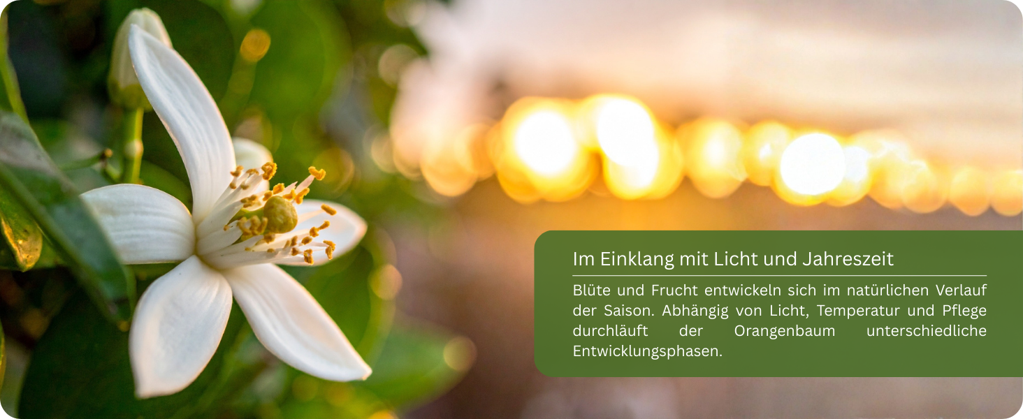 Orangenbaum - Citrus Sinensis - echte Apfelsine