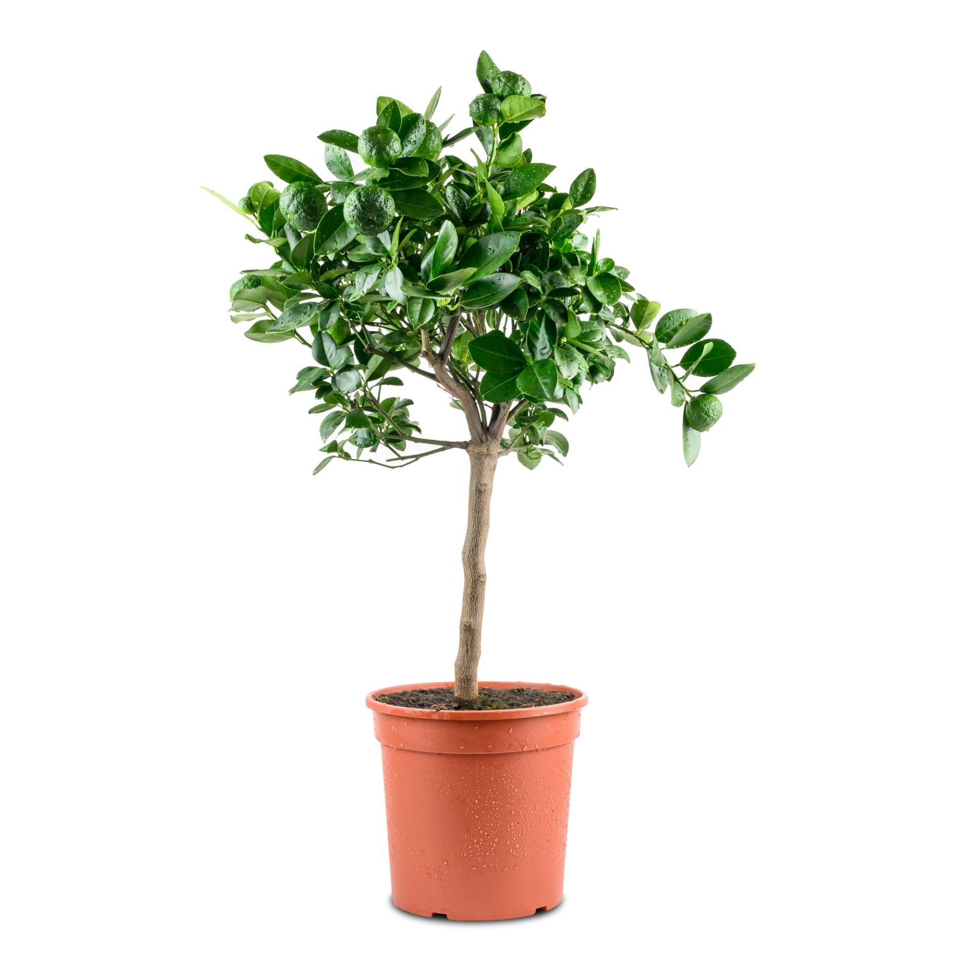 Limettenbäume jetzt online bestellen