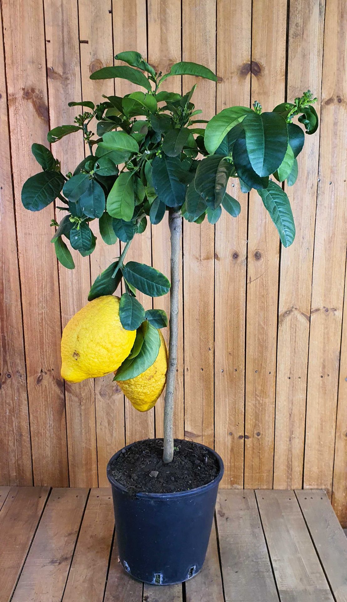 Zitronatzitrone - Zedrat-Zitrone sichern