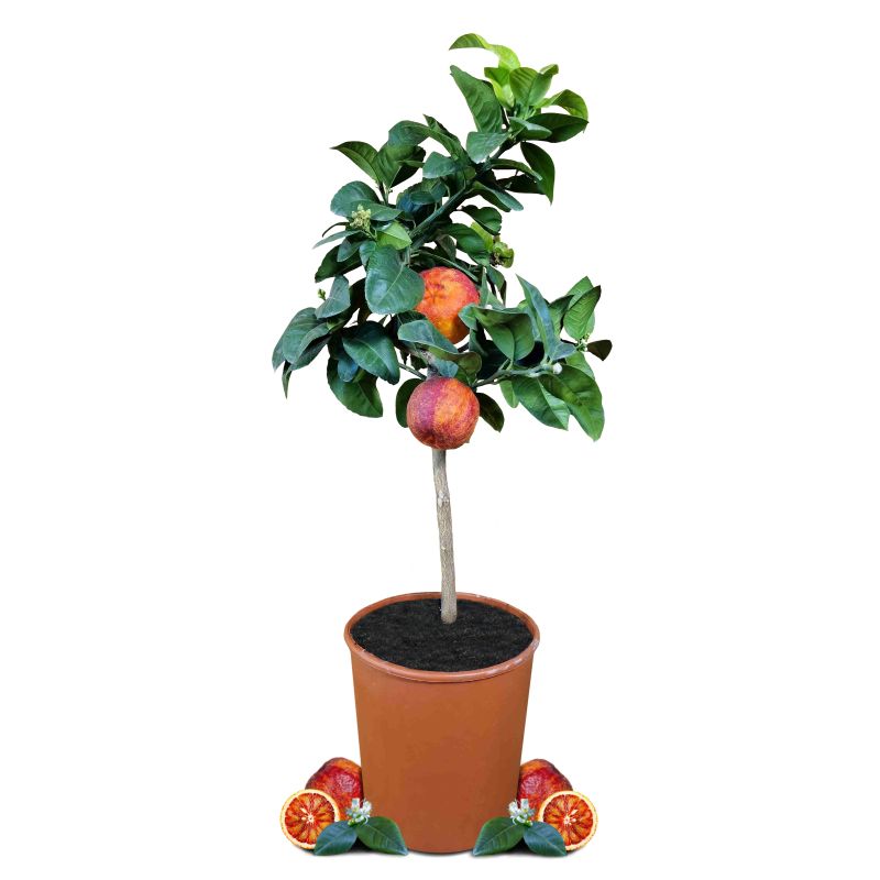 Zitruspflanzen jetzt online entdecken