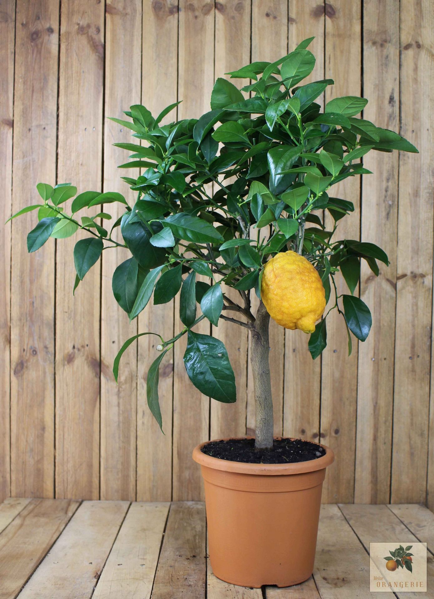 Rote Zitrone "Mezzo"