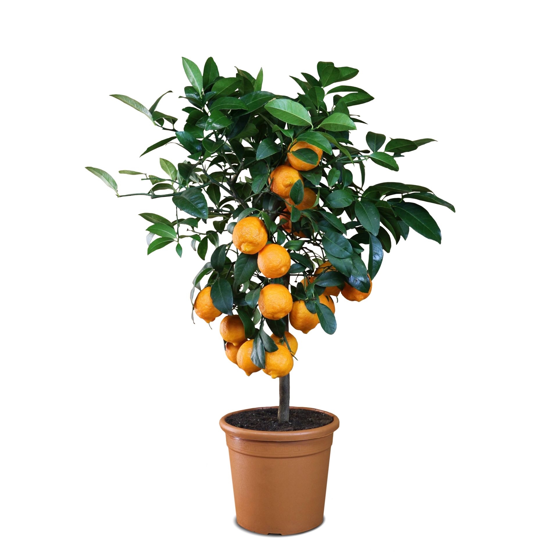 Zitruspflanzen jetzt online entdecken