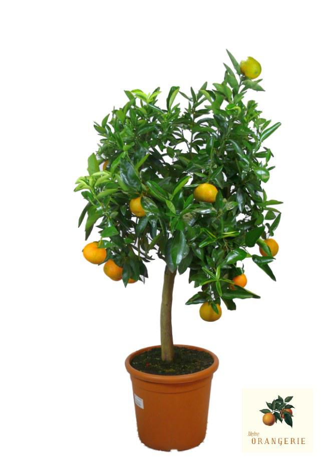 Mandarinenbaum [Grande] - Citrus deliciosa - Citrus reticulata | Grande ...