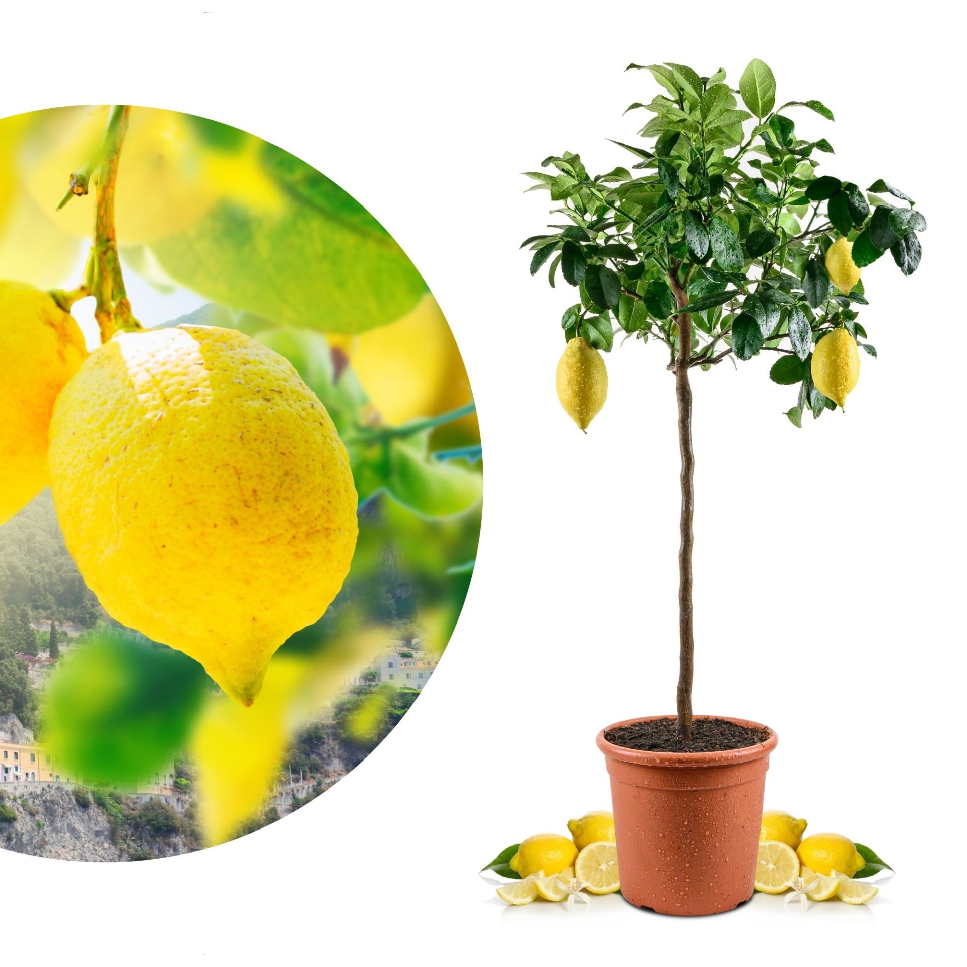 Amalfi Zitrone, Zitruspflanze