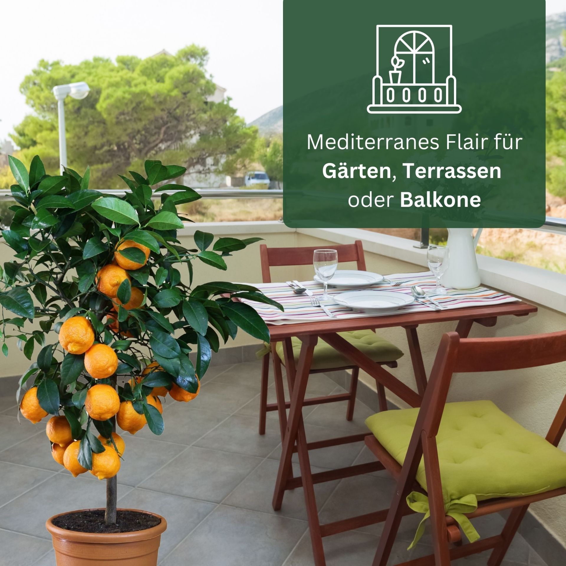 Rote Limette - Lima Rossa online kaufen