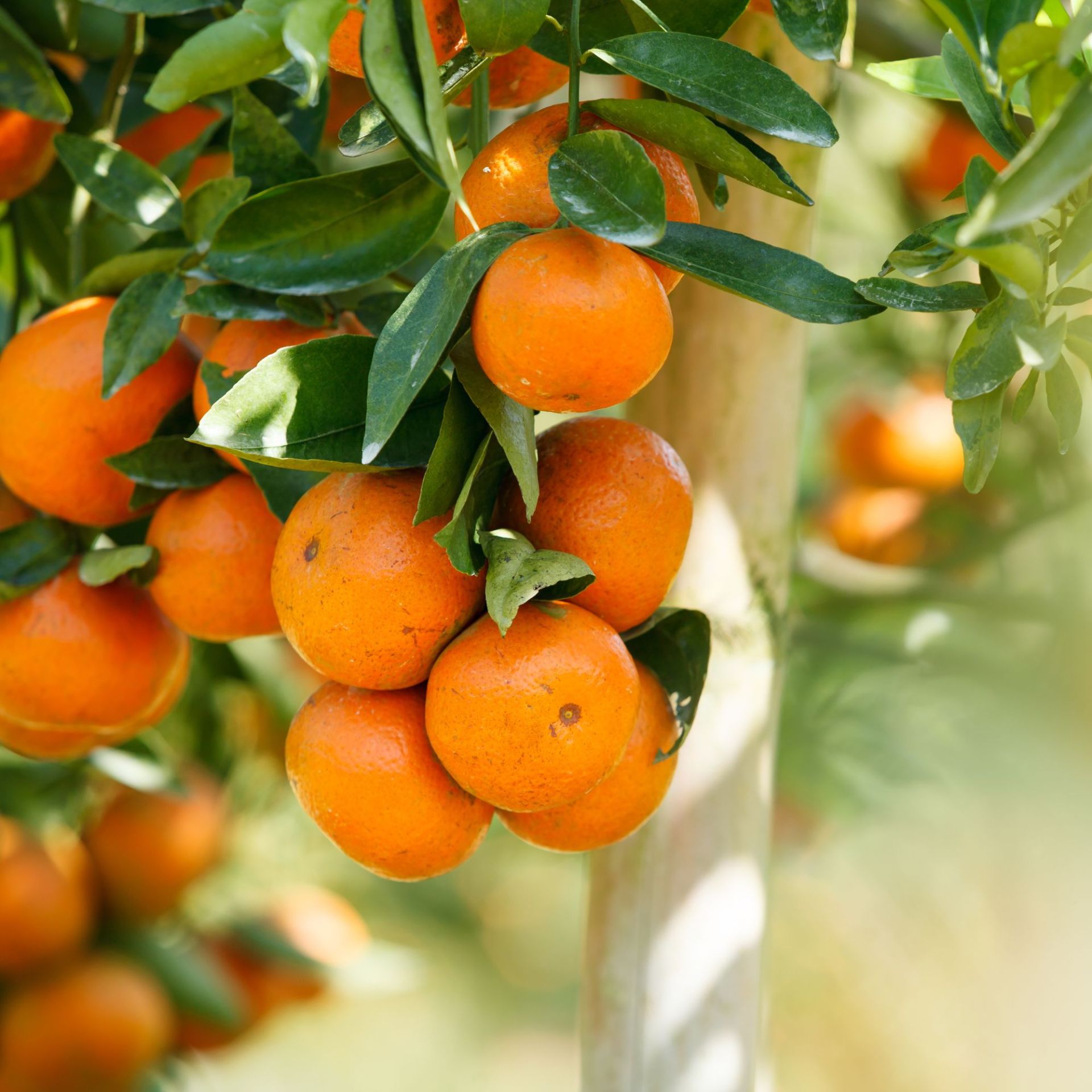 Orangenbaum - Citrus Sinensis - echte Apfelsine