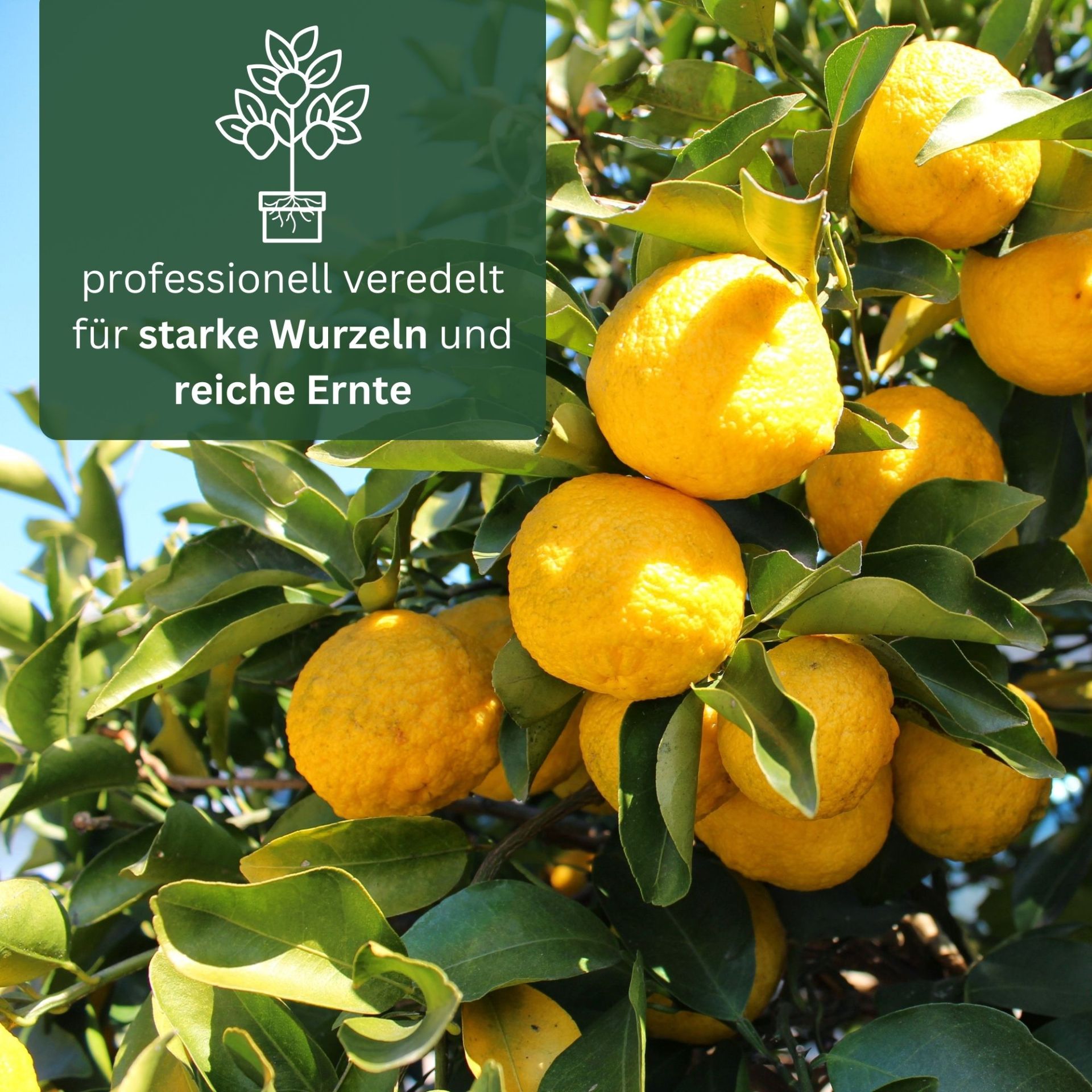 Yuzu - Citrus junos jetzt online entdecken