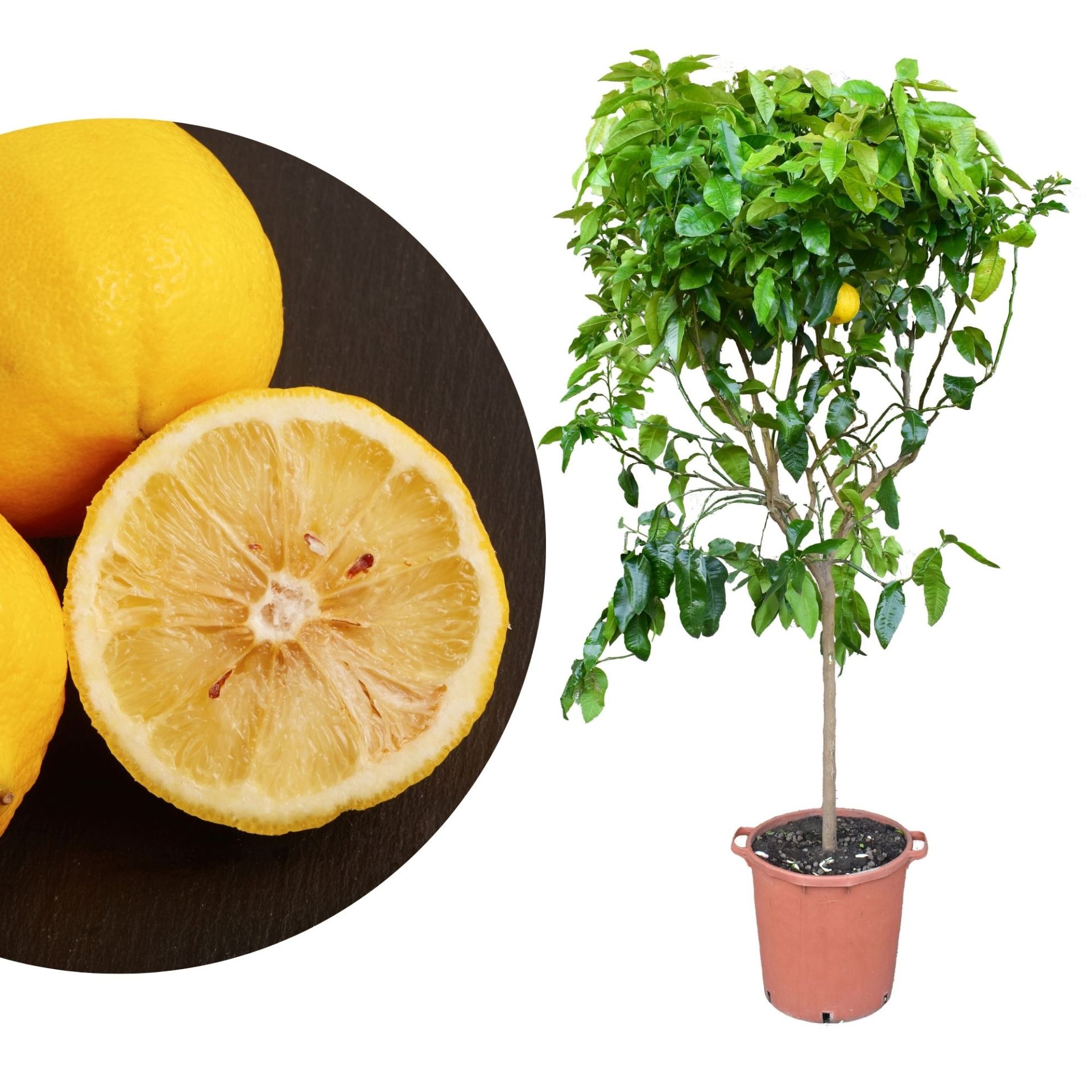 Bergamotte, Zitruspflanze