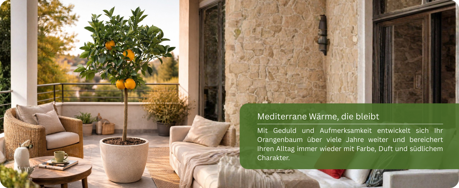 Orangenbaum - Citrus Sinensis - echte Apfelsine