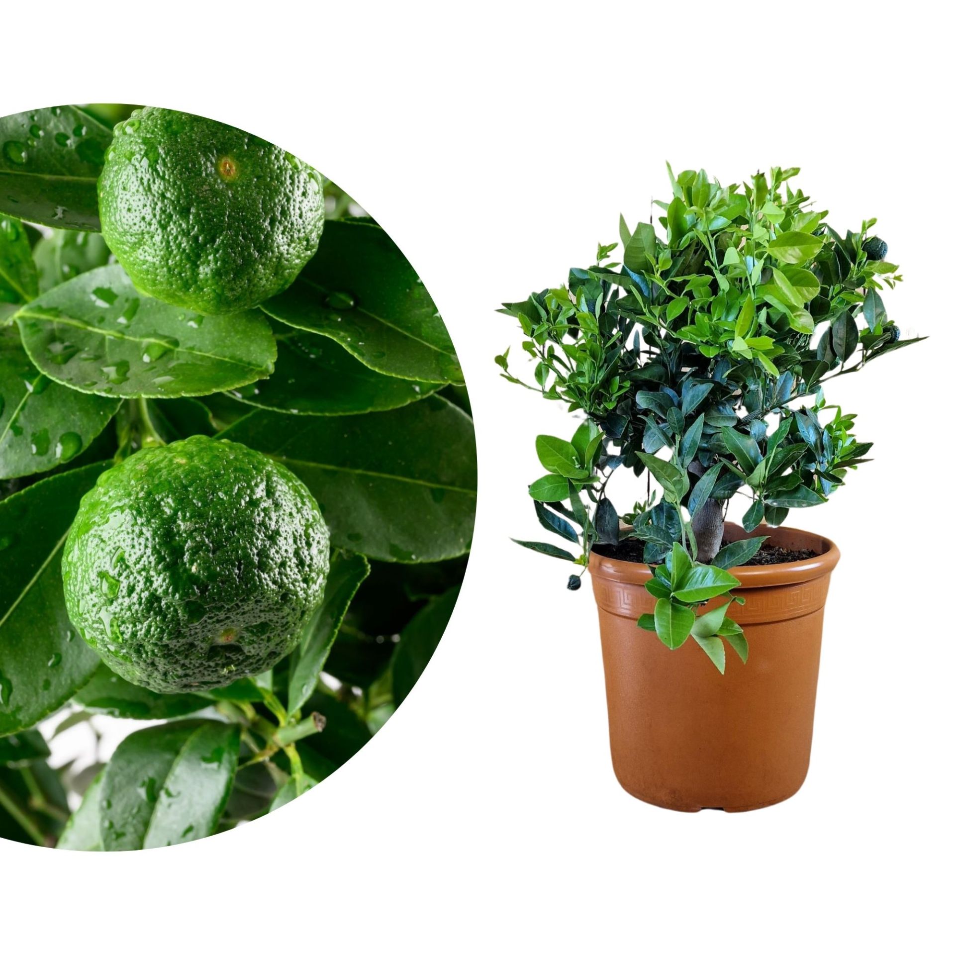 Limettenbäume jetzt online bestellen