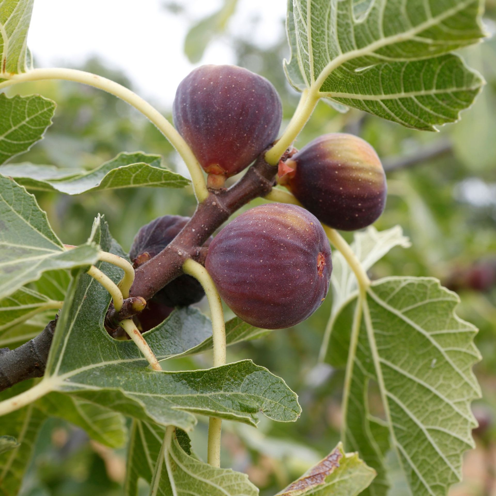 Feige Stämmchen Mezzo - Ficus Carica "Bornholm" sichern