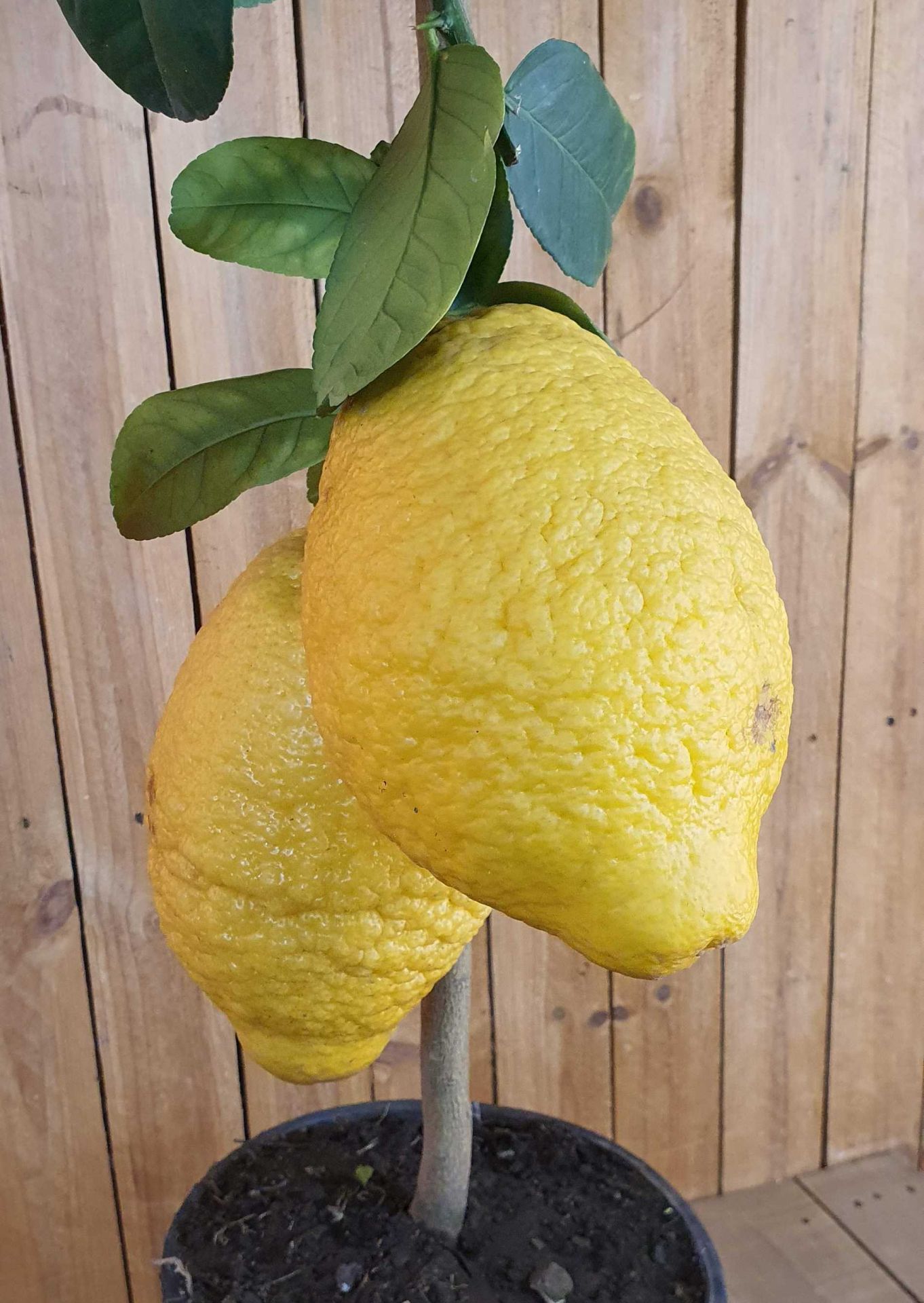 Zedratzitrone "Mezzo"