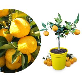 Yuzu Baum jetzt online kaufen