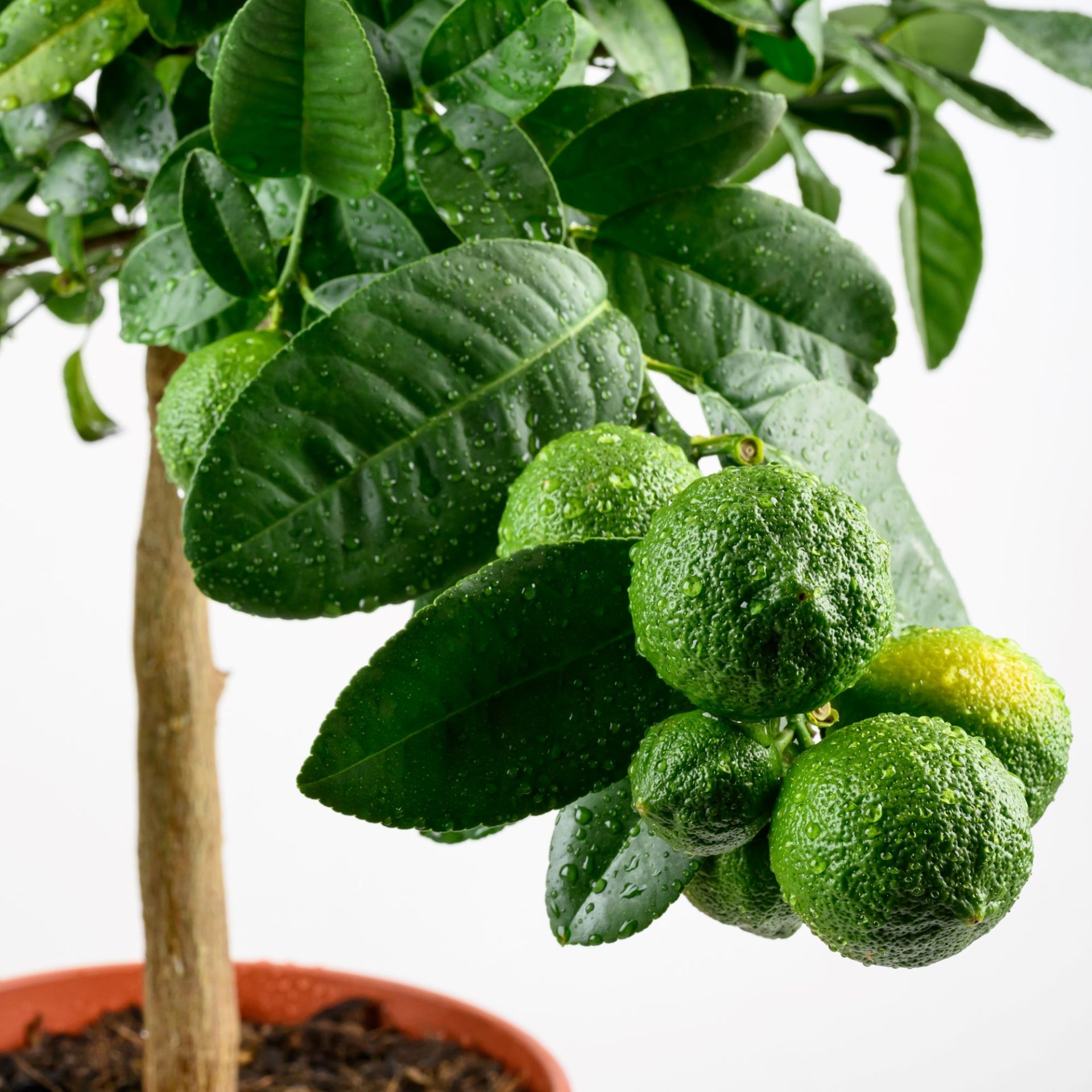 Rote Limette - Lima Rossa online kaufen