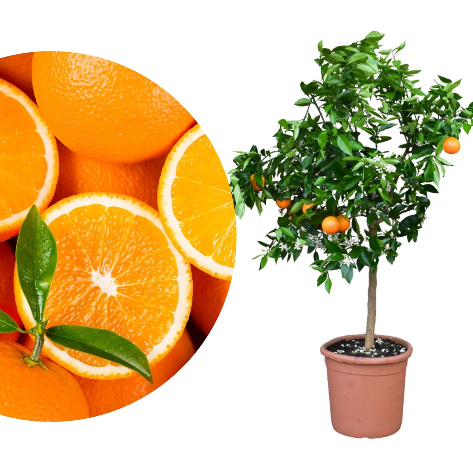 Orangenbaum - Citrus Sinensis - echte Apfelsine