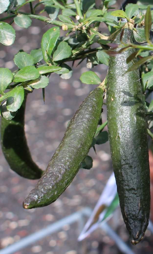 Fingerlimette Australasica - Kaviarlimette kaufen